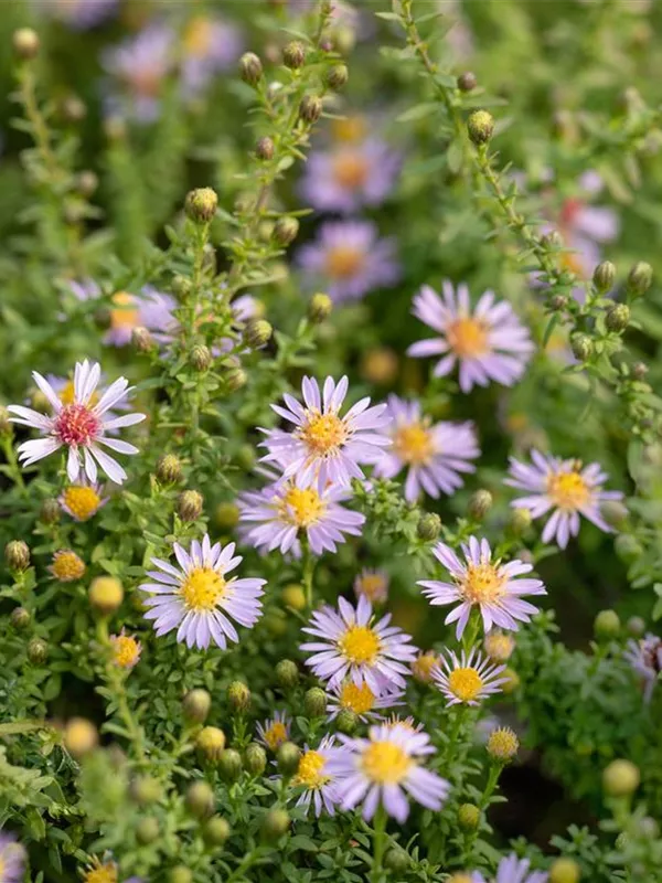 Aster vimineus 'Lovely', Garten-Ruten-Aster - Semper Verde Pflanzenzentrum Ullmer GbR