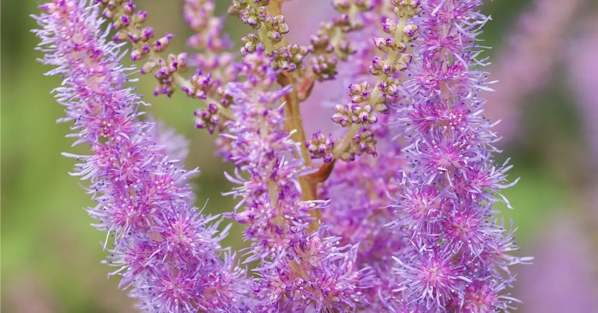 Astilbe x arendsii 'Amethyst', Arends Garten-Prachtspiere - Semper ...