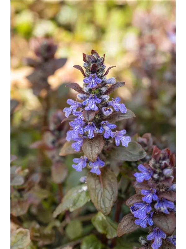 Ajuga reptans 'Chocolate Chip', Rotblättriger Garten-Günsel - Semper ...