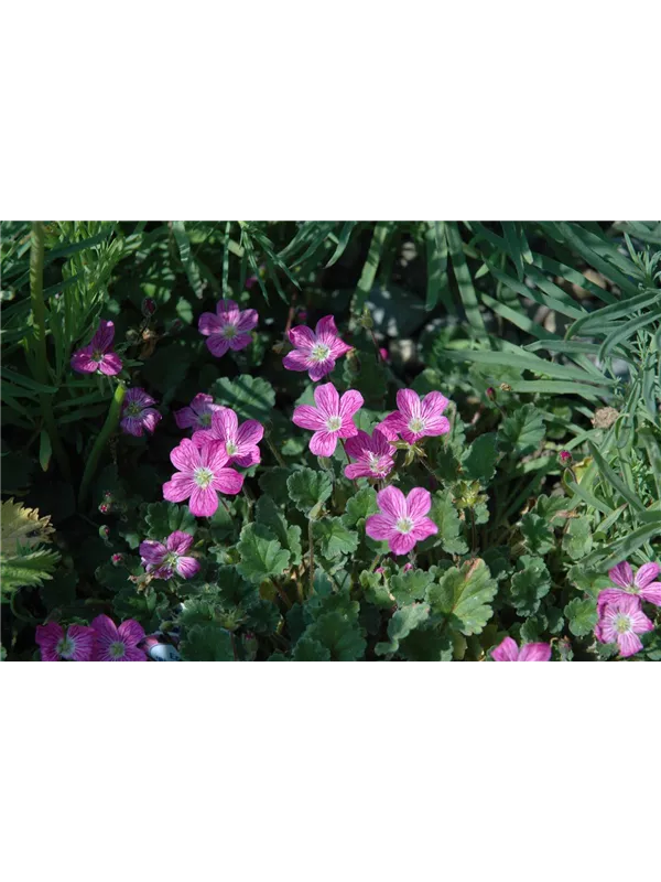 Erodium x variabile 'Bishop', Zwergiger Garten-Reiherschnabel - Semper ...