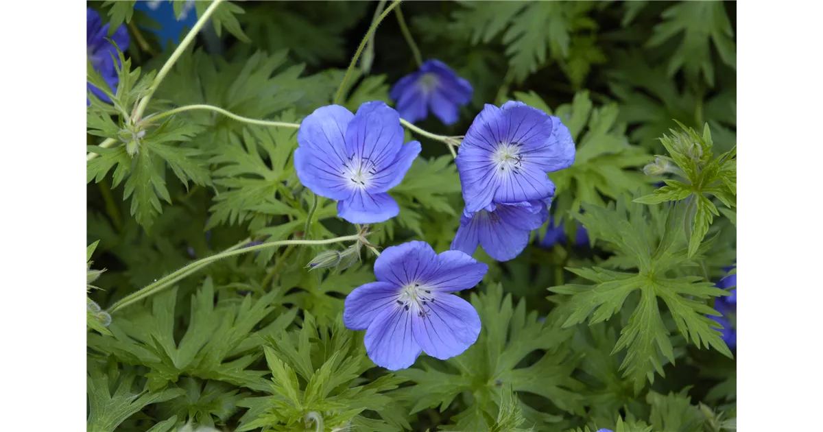 Geranium pratense 'Orion', Garten-Storchschnabel - Semper Verde ...