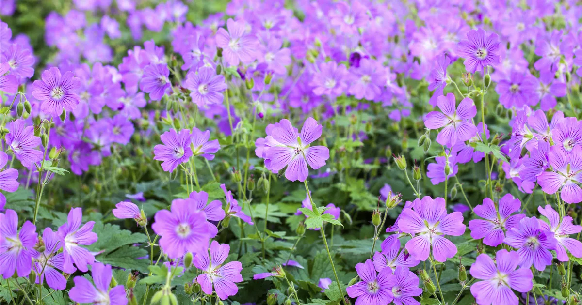 Geranium gracile 'Sirak', Garten-Storchschnabel - Semper Verde ...