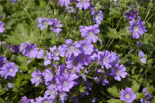 Geranium gracile 'Sirak', Garten-Storchschnabel - Semper Verde ...