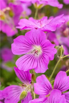 Geranium gracile 'Sirak', Garten-Storchschnabel - Semper Verde ...