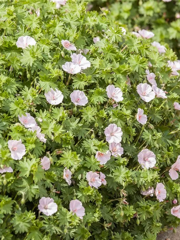 Geranium sang.v.striatum 'Apfelblüte', Gestreifter Garten ...
