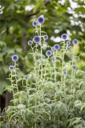 Echinops ritro, Kugeldistel - Semper Verde Pflanzenzentrum Ullmer GbR