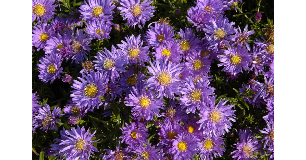 Aster alpinus 'Goliath', Niedrige Garten-Aster - Semper Verde ...