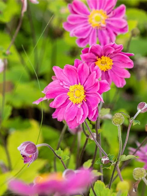 Anemone japonica 'Pamina', Garten-Herbst-Anemone - Semper Verde Pflanzenzentrum Ullmer GbR