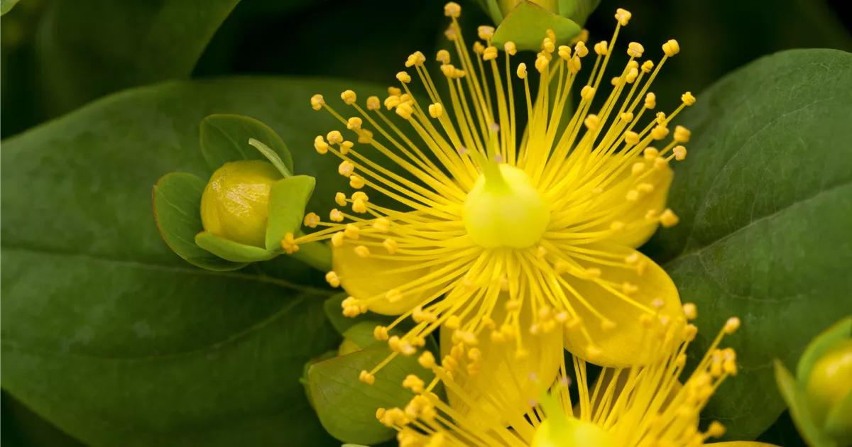 Hypericum calycinum 'Rose von Sharon', Teppich-Johanniskraut - Semper ...