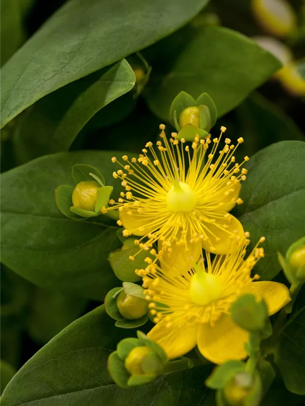 Hypericum calycinum 'Rose von Sharon', Teppich-Johanniskraut - Semper ...