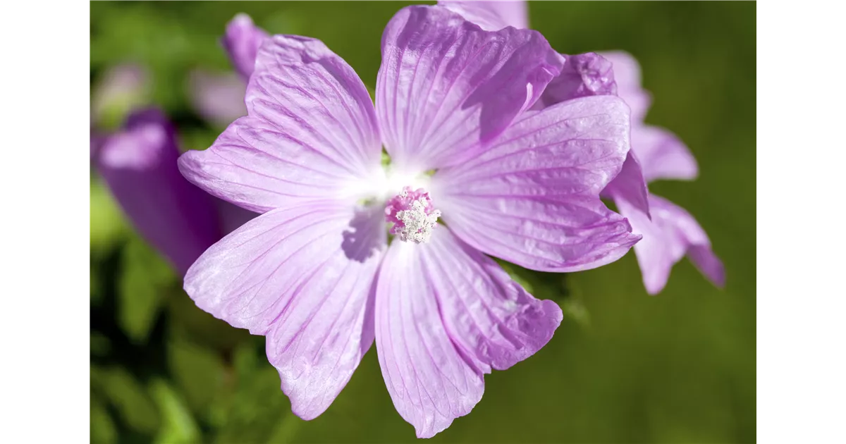 Alcea pallida, Bleiche Stockrose - Semper Verde Pflanzenzentrum Ullmer GbR