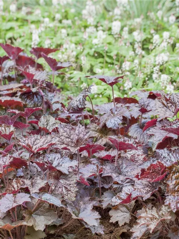 Heuchera micrantha 'Rachel', Garten-Silberglöckchen - Semper Verde ...