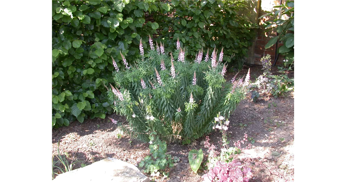 Linaria purpurea Springside White, Garten-Leinkraut - Semper Verde ...