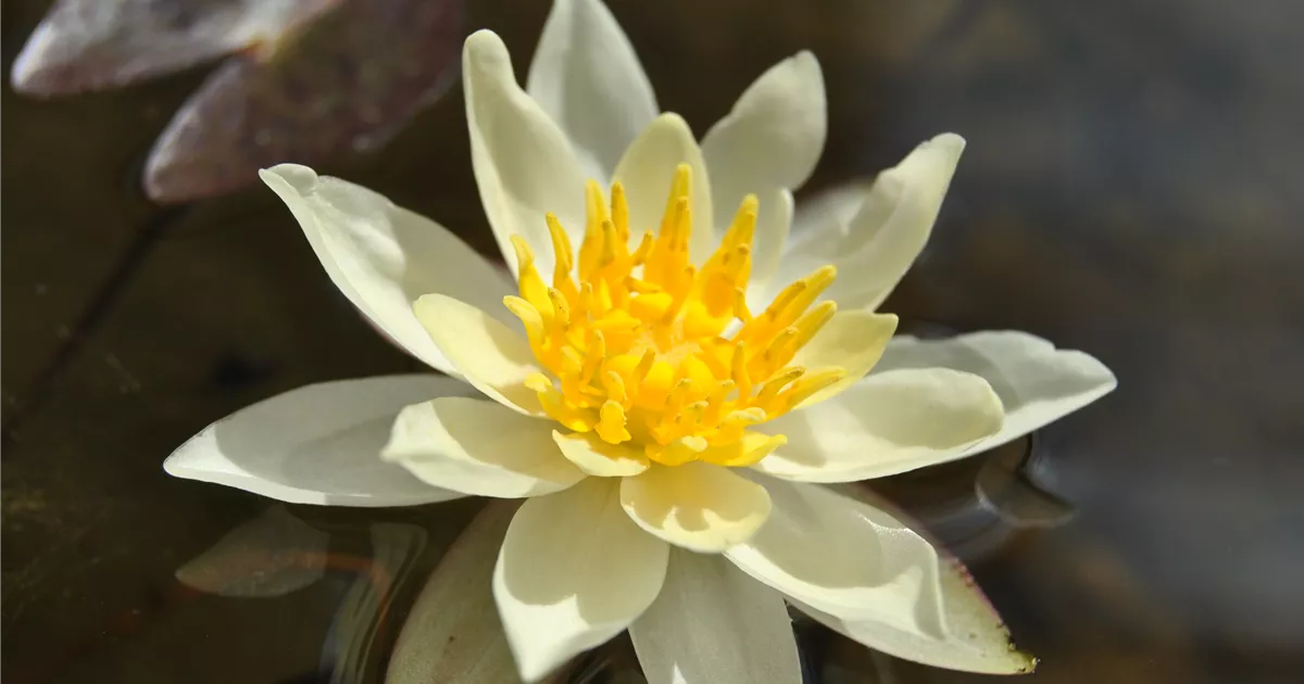 Nymphaea x cult.'Marliacea Chromatella', Garten-Seerose - Semper Verde ...