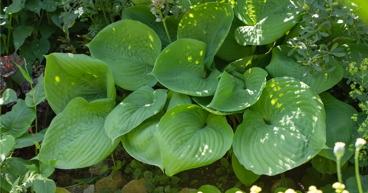 Hosta elata, Grünblättrige Riesen-Funkie - Semper Verde Pflanzenzentrum ...