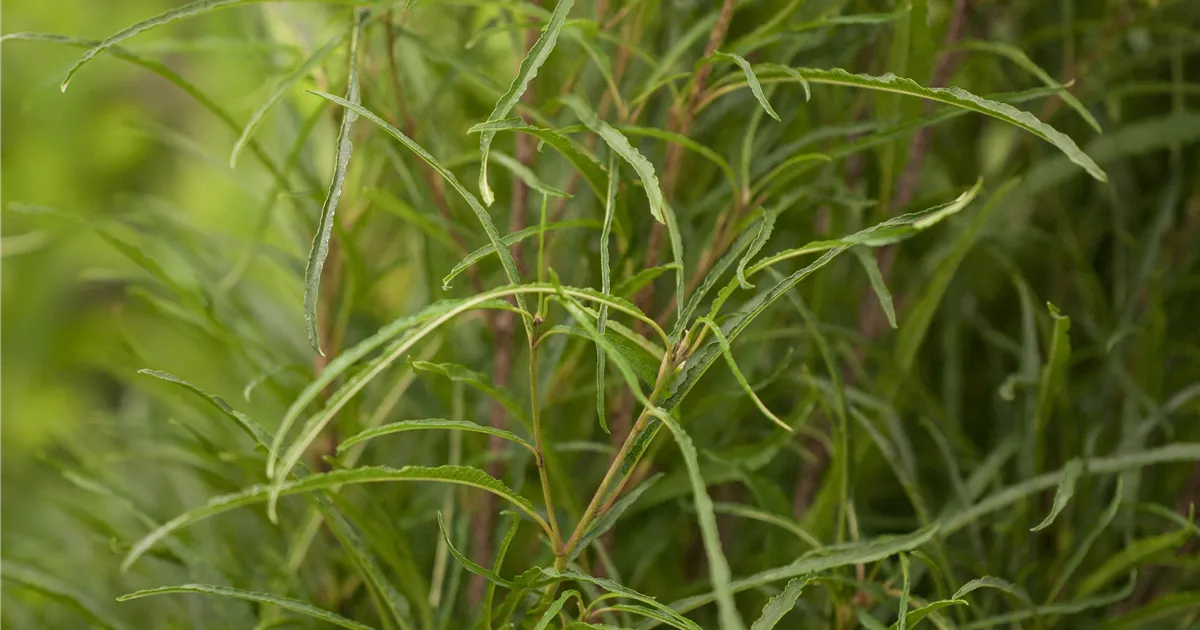 Rhamnus frangula 'Fine Line' -R-, Farnblättriger Faulbaum 'Fine Line ...