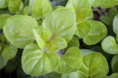 Origanum vulgare 'Polyphant', Garten-Dost - Semper Verde ...