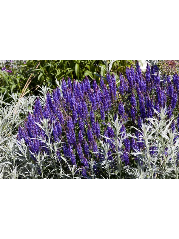 Salvia nemorosa 'Merleau Blue' -R-, Garten-Blüten-Salbei - Semper Verde ...
