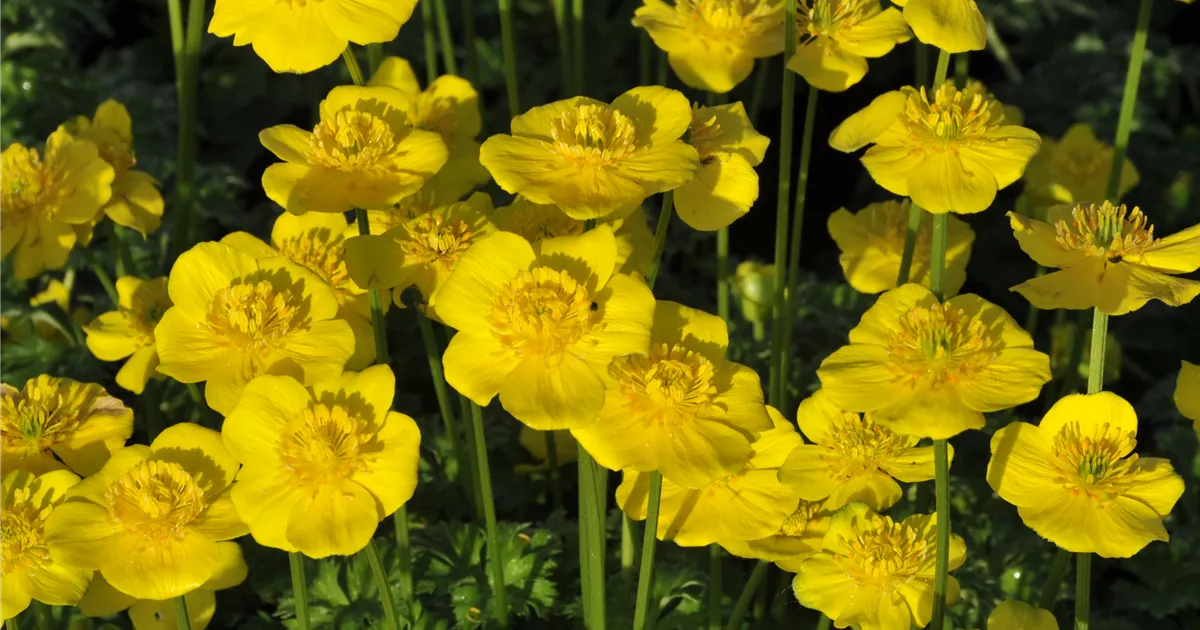 Trollius pumilus, Zwergige Himalaya-Trollblume - Semper Verde ...