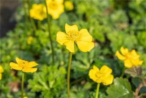 Trollius pumilus, Zwergige Himalaya-Trollblume - Semper Verde ...
