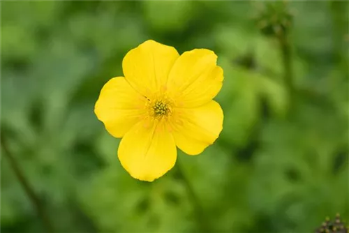 Trollius pumilus, Zwergige Himalaya-Trollblume - Semper Verde ...