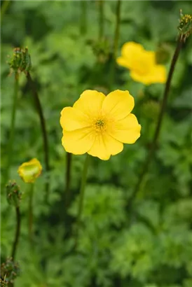 Trollius pumilus, Zwergige Himalaya-Trollblume - Semper Verde ...