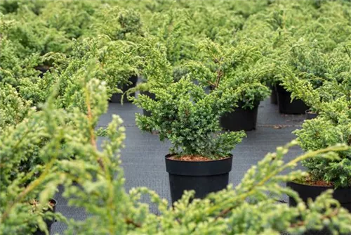 Juniperus chin.'Blue Alps' - Bonsai, Chin.Wacholder 'Blue Alps ...