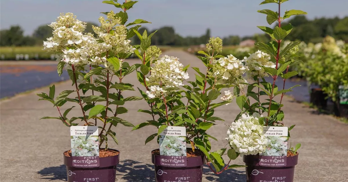 Hydrangea paniculata 'Tickled Pink' - Semper Verde Pflanzenzentrum ...