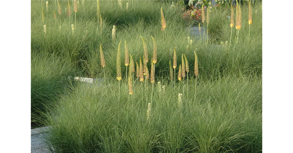 Eremurus x isabellinus 'Cleopatra', Isabellen-Garten-Steppenkerze ...