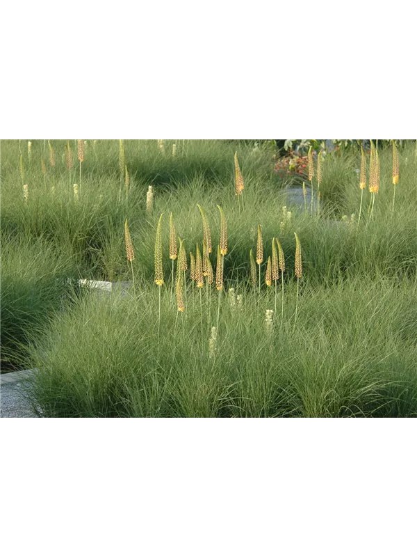 Eremurus x isabellinus 'Cleopatra', Isabellen-Garten-Steppenkerze ...