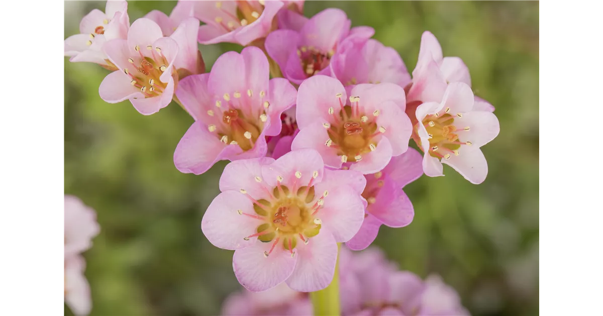 Bergenia cordifolia 'Biedermeier', Garten-Bergenie - Semper Verde ...