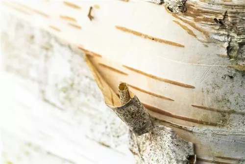 Betula papyrifera, Papierbirke - Semper Verde Pflanzenzentrum Ullmer GbR