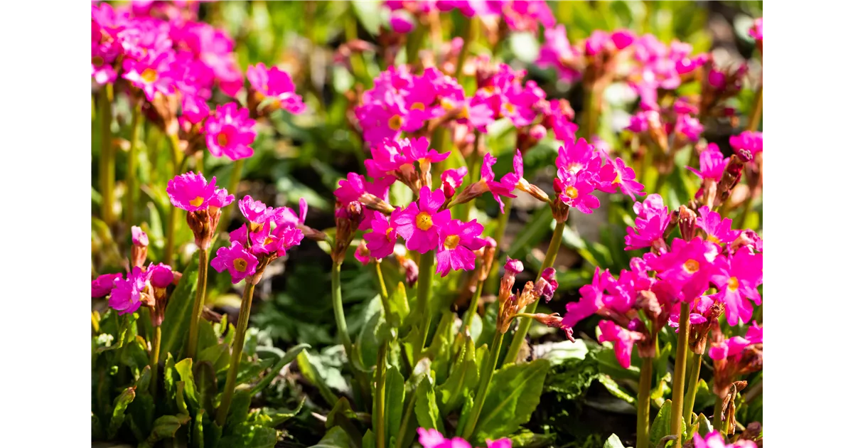 Primula rosea 'Gigas', Garten-Rosen-Schlüsselblume - Semper Verde ...