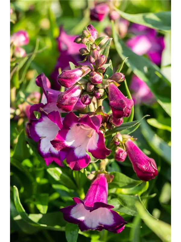 Penstemon x mexicale 'Sunburst Ruby', Garten-Bartfaden - Semper Verde ...