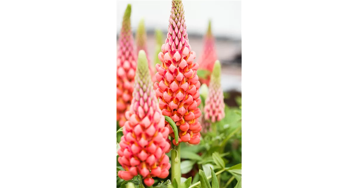 Lupinus polyphyllus 'Edelknabe', Garten-Lupine - Semper Verde ...