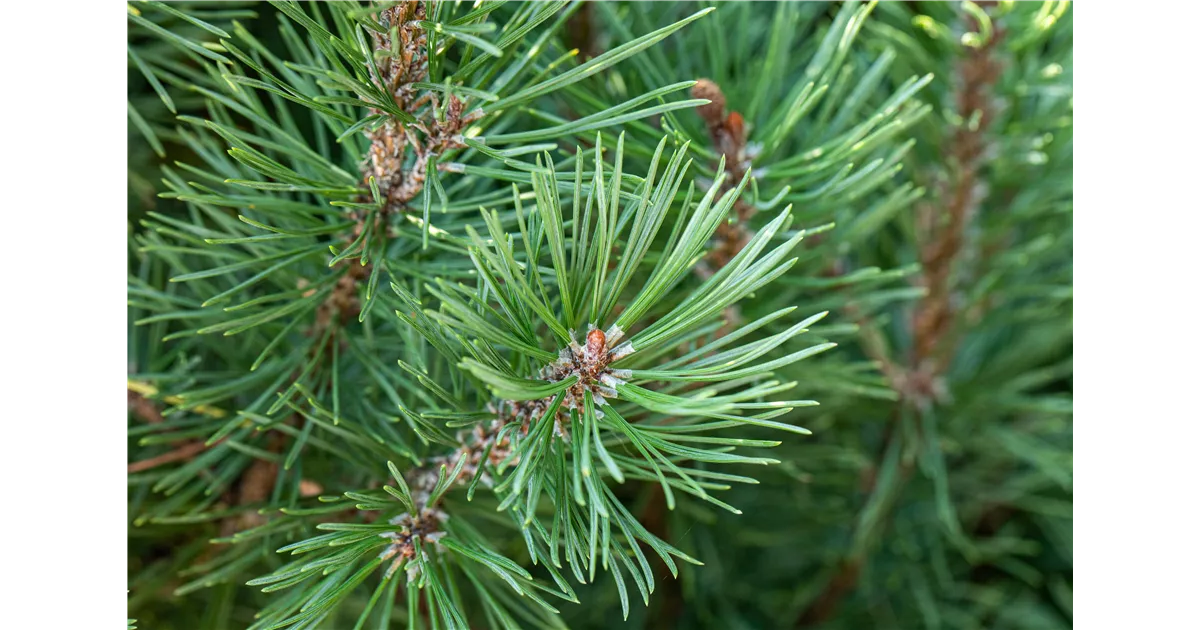 Pinus pinea - Baum, Pinie - Semper Verde Pflanzenzentrum Ullmer GbR