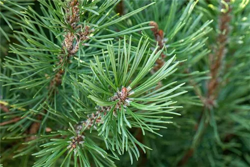Pinus pinea - Baum, Pinie - Semper Verde Pflanzenzentrum Ullmer GbR