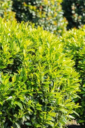Prunus lauroc.'Caucasica', Kaukasische Lorbeerkirsche - Semper Verde ...