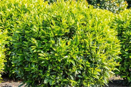 Prunus lauroc.'Caucasica', Kaukasische Lorbeerkirsche - Semper Verde ...