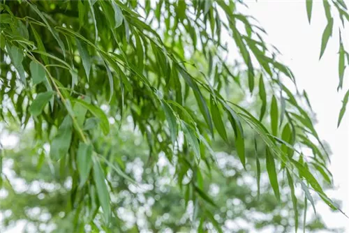 Salix alba, Silberweide - Semper Verde Pflanzenzentrum Ullmer GbR