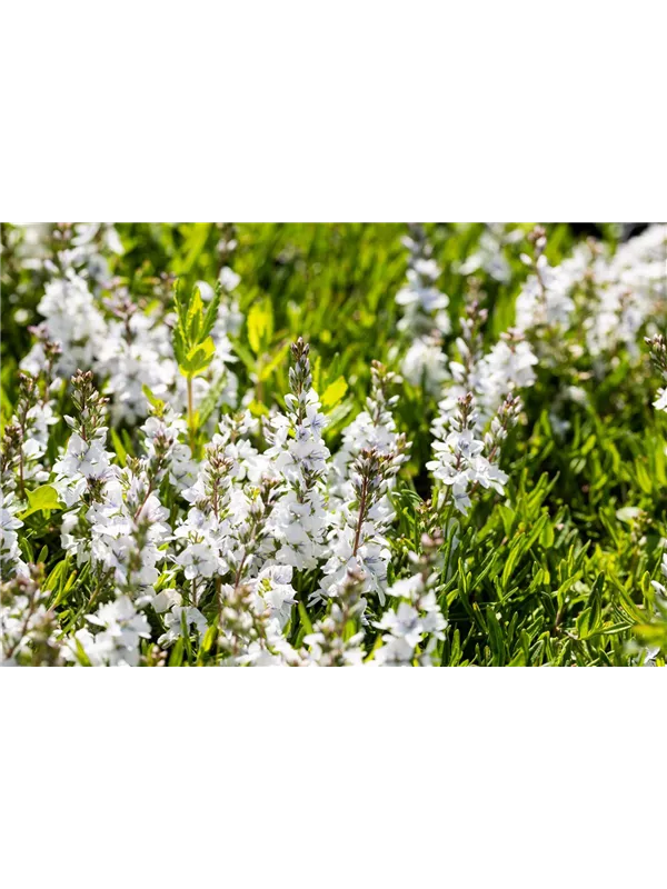Veronica prostrata 'Alba', Niederliegender Garten-Ehrenpreis - Semper Verde Pflanzenzentrum ...