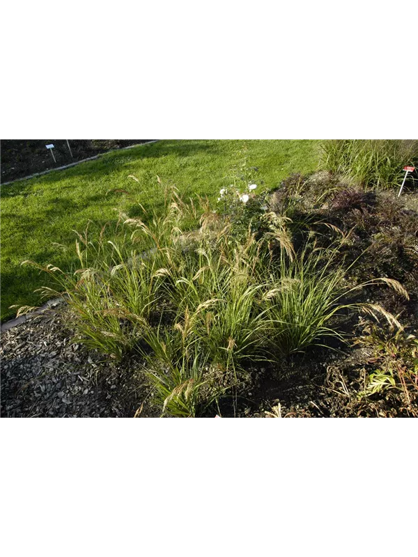 Stipa capillata, Haar-Federgras - Semper Verde Pflanzenzentrum Ullmer GbR