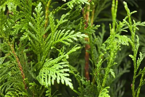 Thuja plicata 'Martin', Lebensbaum 'Martin' - Semper Verde ...
