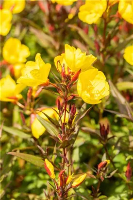 Oenothera pilosella 'Yella Fella', Garten-Nachtkerze - Semper Verde ...