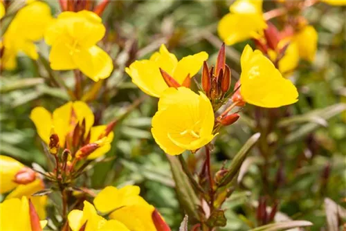 Oenothera pilosella 'Yella Fella', Garten-Nachtkerze - Semper Verde ...