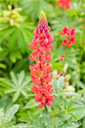 Lupinus polyphyllus 'Edelknabe', Garten-Lupine - Semper Verde ...