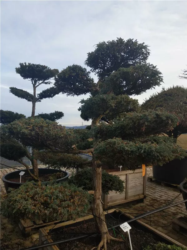 Juniperus chin.'Blue Alps' - Bonsai, Chin.Wacholder 'Blue Alps ...