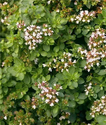 Origanum vulgare 'Compactum', Garten-Dost - Semper Verde ...
