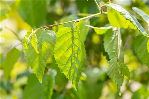Betula utilis, Himalayabirke - Semper Verde Pflanzenzentrum Ullmer GbR