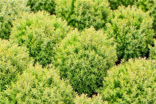 Thuja occidentalis 'Teddy', Lebensbaum 'Teddy' - Semper Verde ...